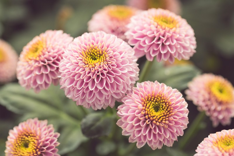 חרציות הולנד יבוא – Flowers 500