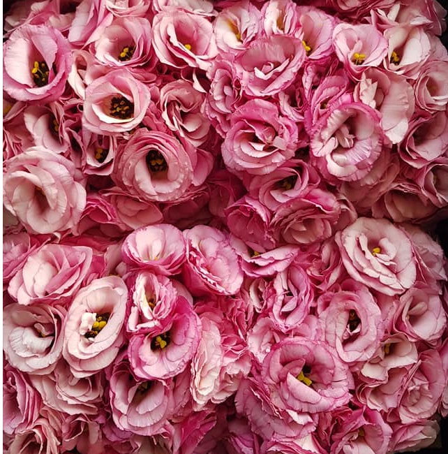 קיטומים – Flowers 500